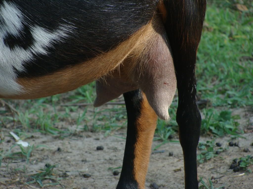 Pregnant Nubian With Huge Udder Welcome To The Homesteading Today Forum And Community
